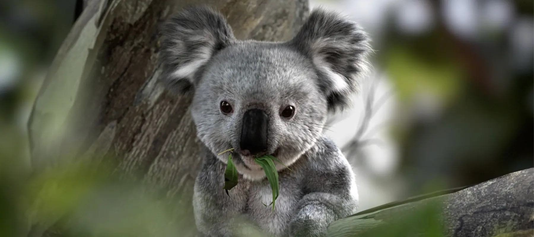 Lemon Scented Tea ontwikkelt Go Go Koala-campagne Ouwehands Dierenpark ...